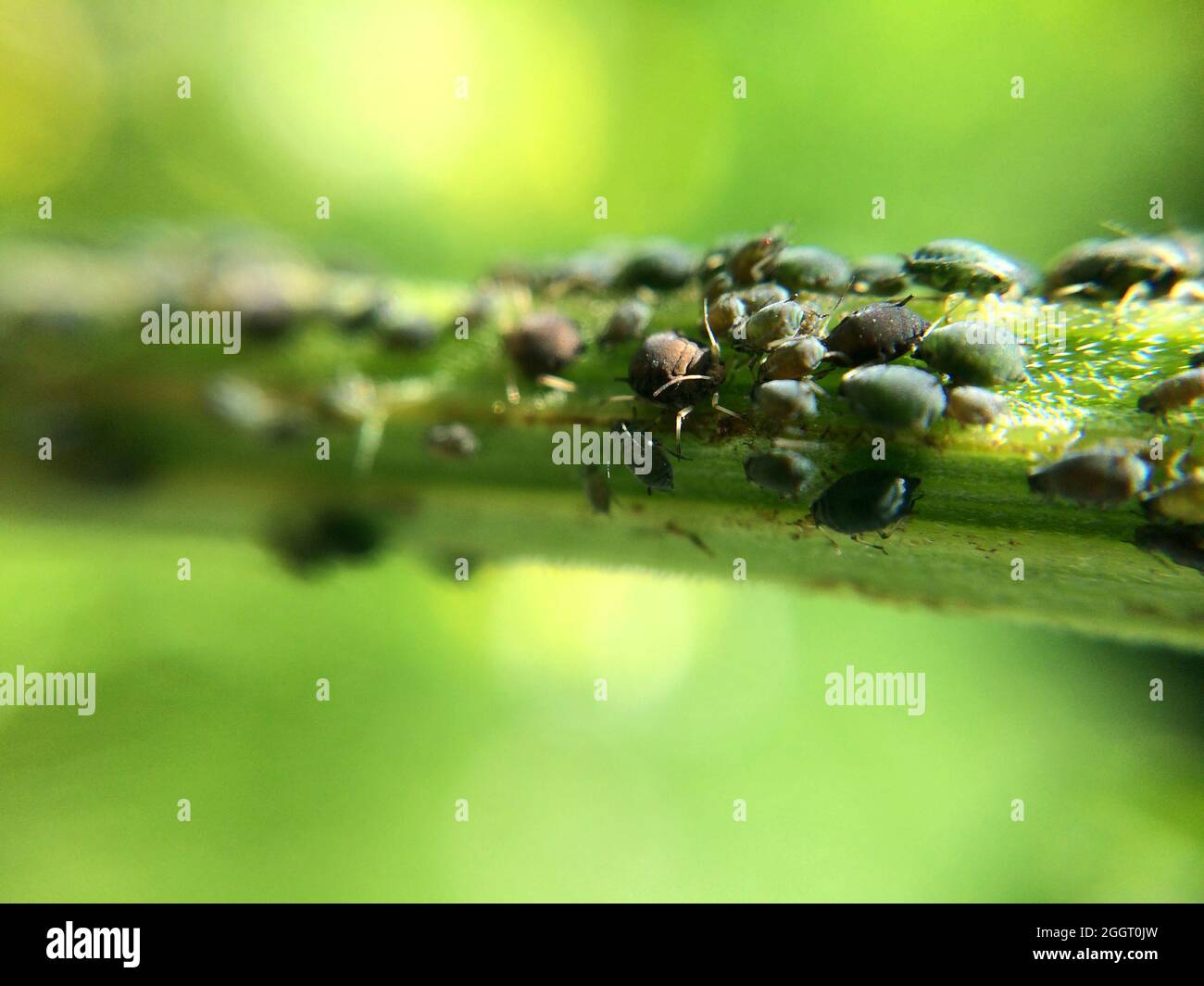 Black aphid on the grass or stem. Family of aphis damaging garden Stock ...