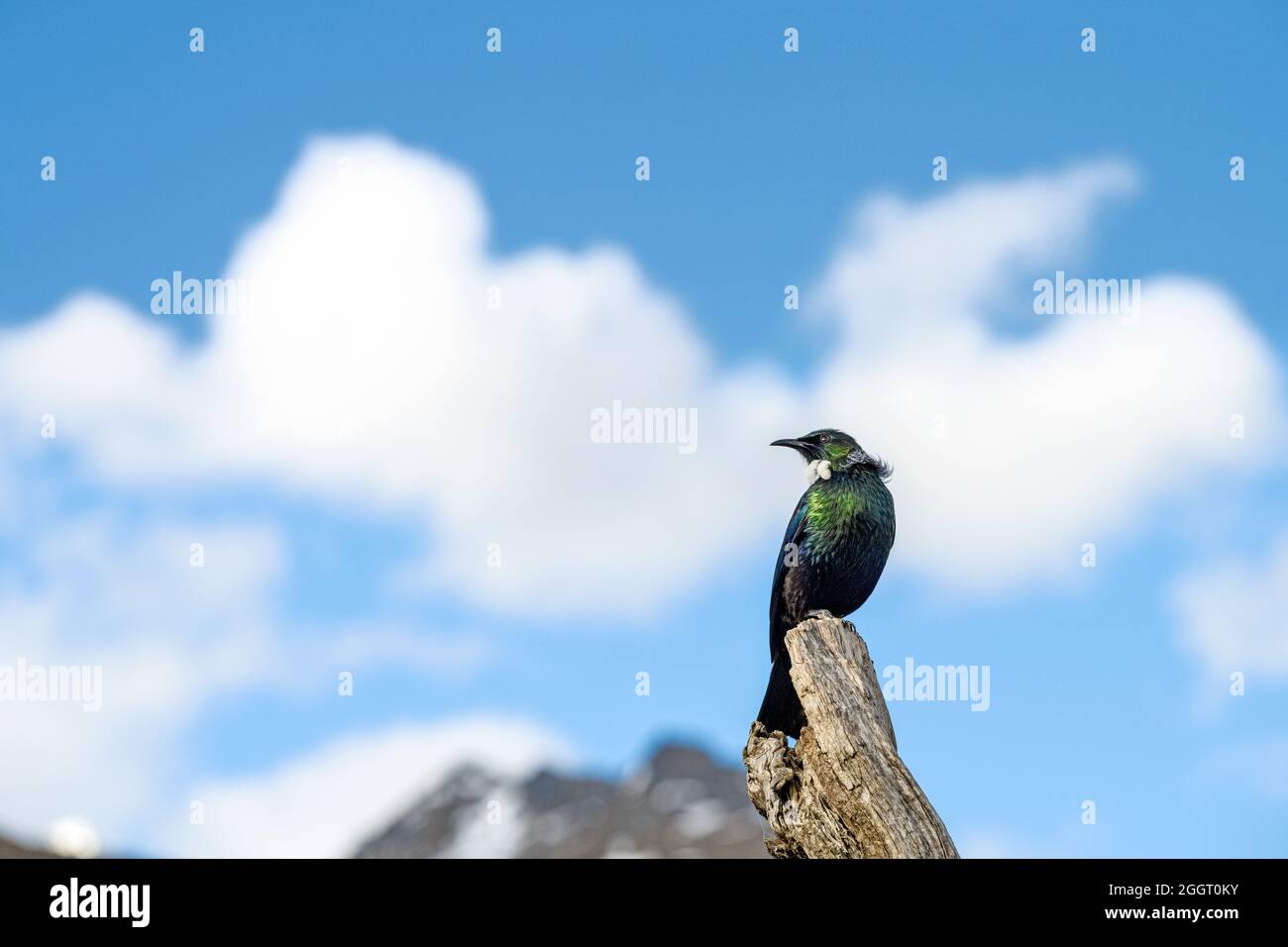 Tui on a branch Stock Photo - Alamy