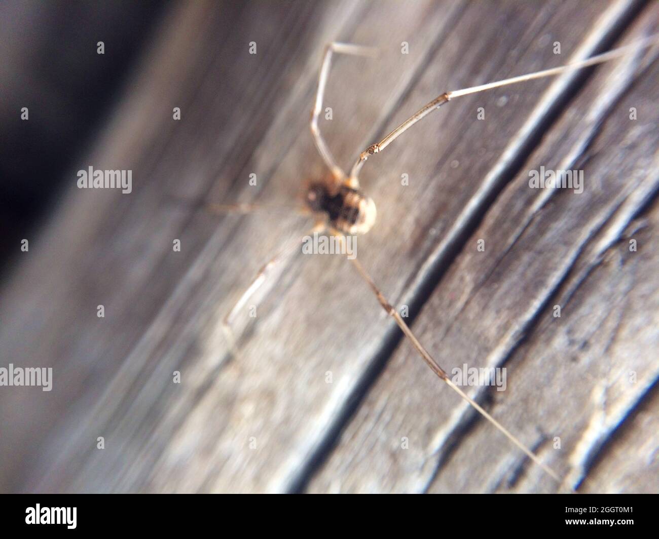 Daddy long legs spider sitting on the wooden floor Stock Photo - Alamy