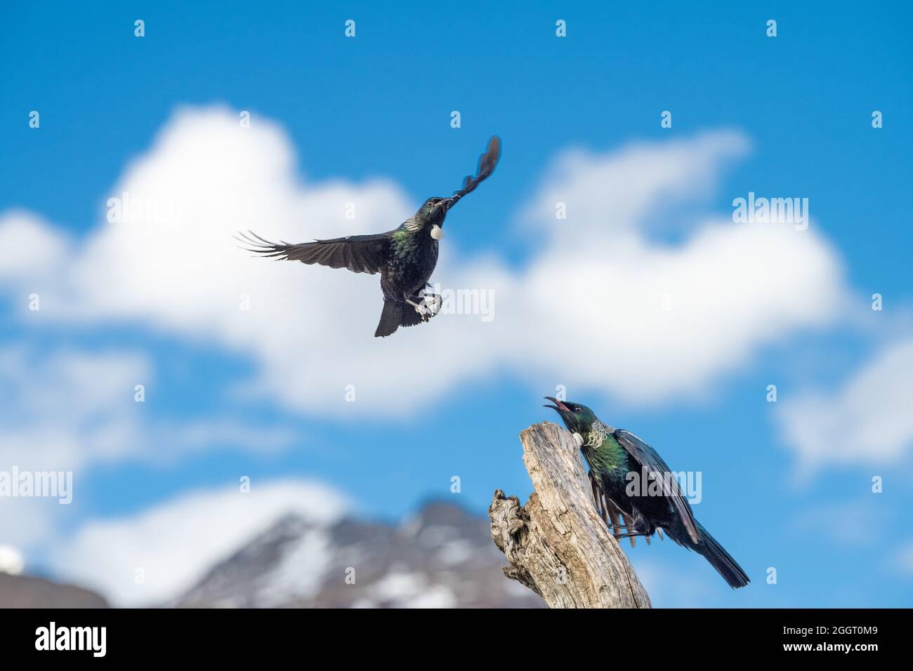 Tui bird hi-res stock photography and images - Alamy