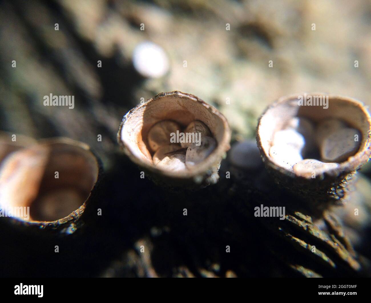 Background with cup-shaped brown muchrooms. Macro fungus photography ...