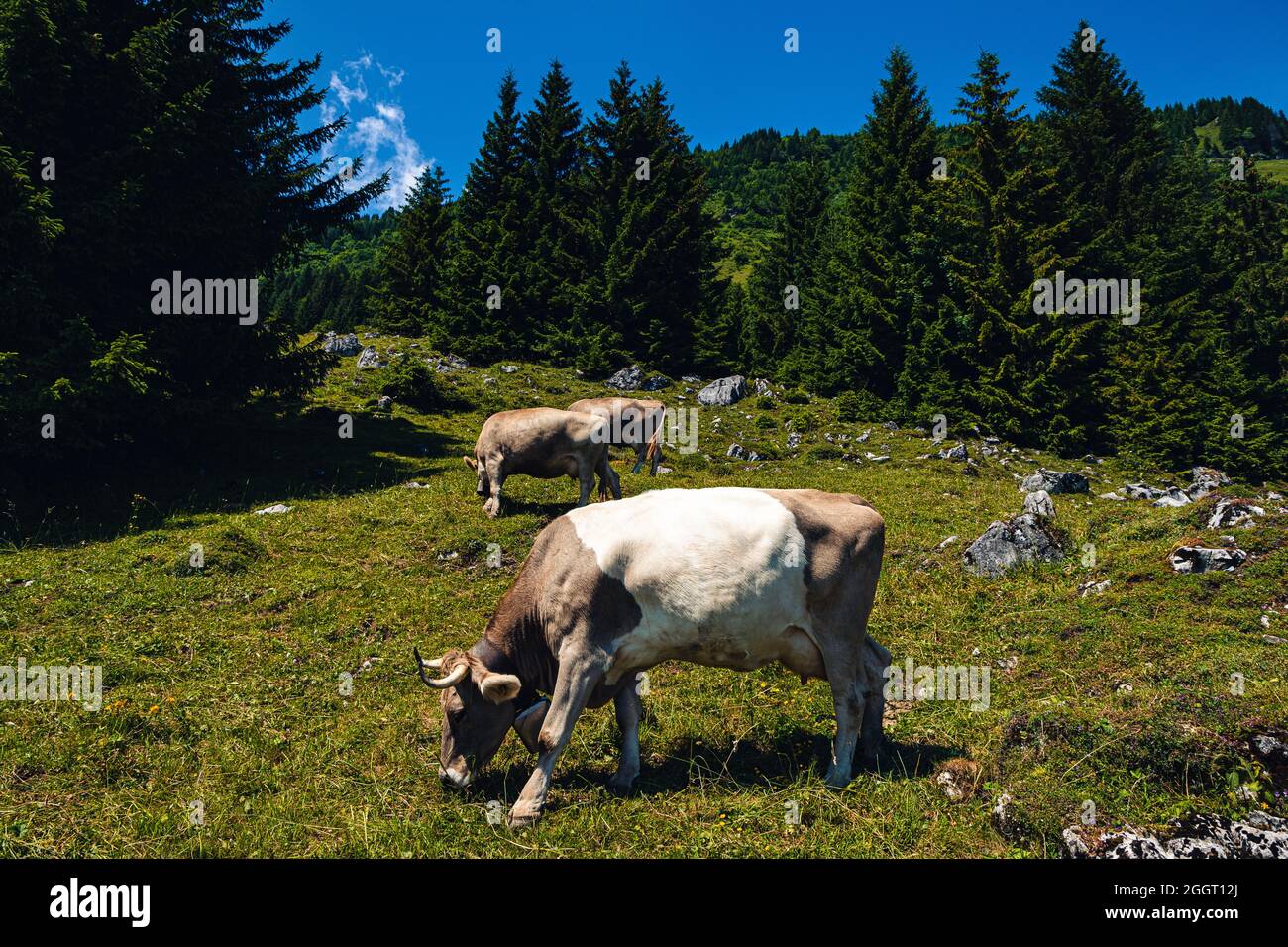 Typical Swiss cows on an alpine pasture in the Alps, summer Stock Photo ...