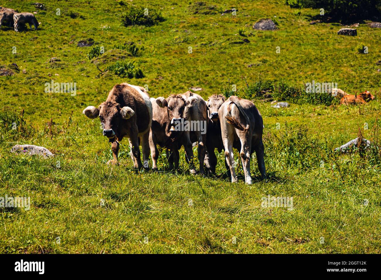 Typical Swiss cows on an alpine pasture in the Alps, summer Stock Photo ...