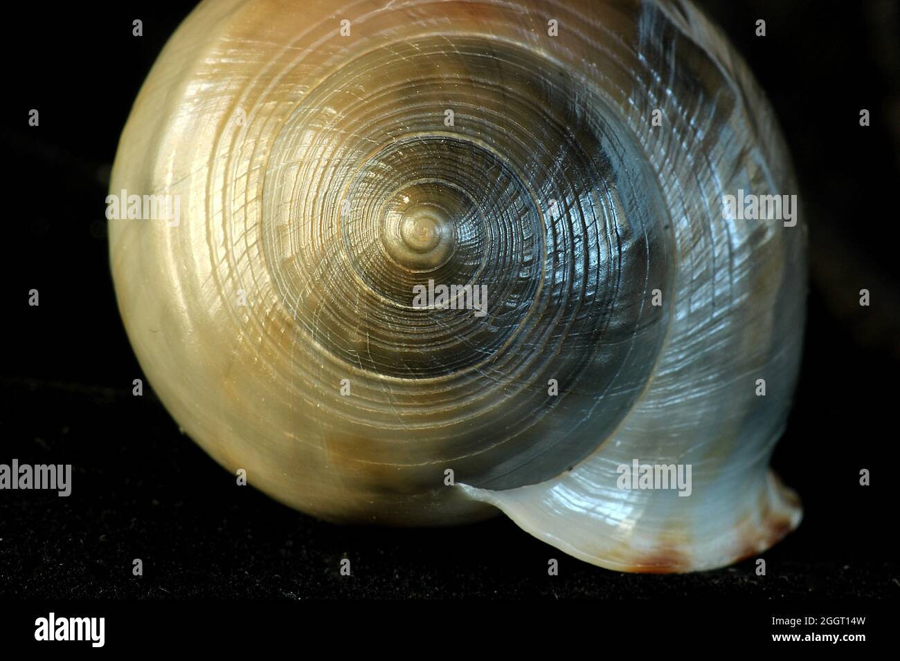 Semicassis pyrum hi-res stock photography and images - Alamy
