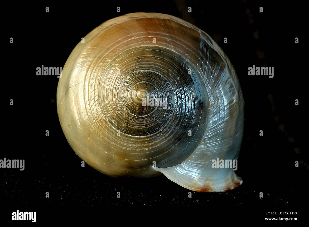 Helmet shell hi-res stock photography and images - Alamy