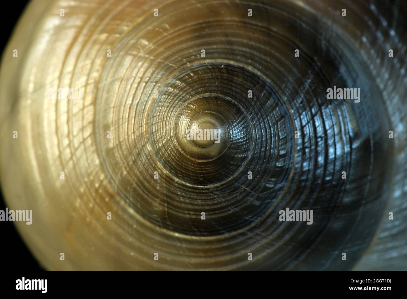 Helmet shell hi-res stock photography and images - Alamy