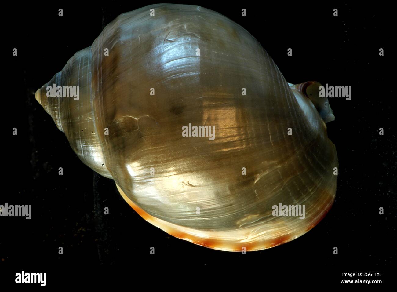 Semicassis pyrum hi-res stock photography and images - Alamy