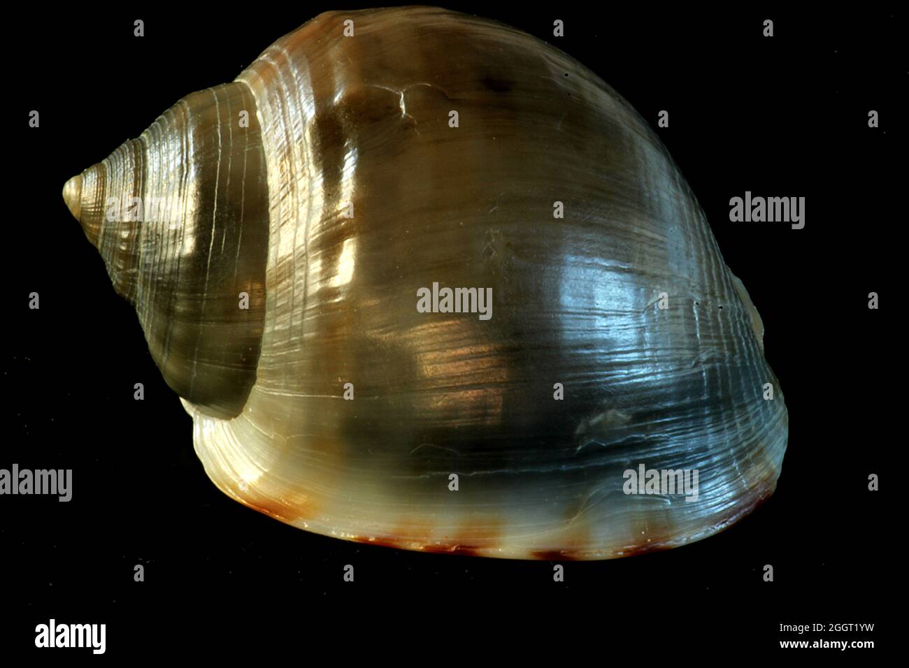 New Zealand helmet shell (Semicassis pyrum Stock Photo - Alamy