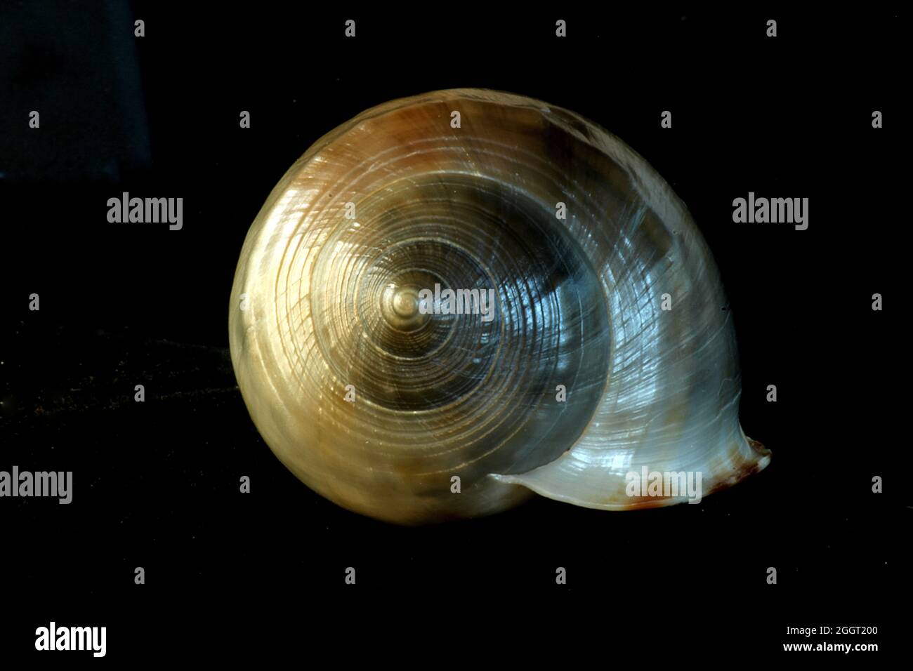 Helmet shell hi-res stock photography and images - Alamy