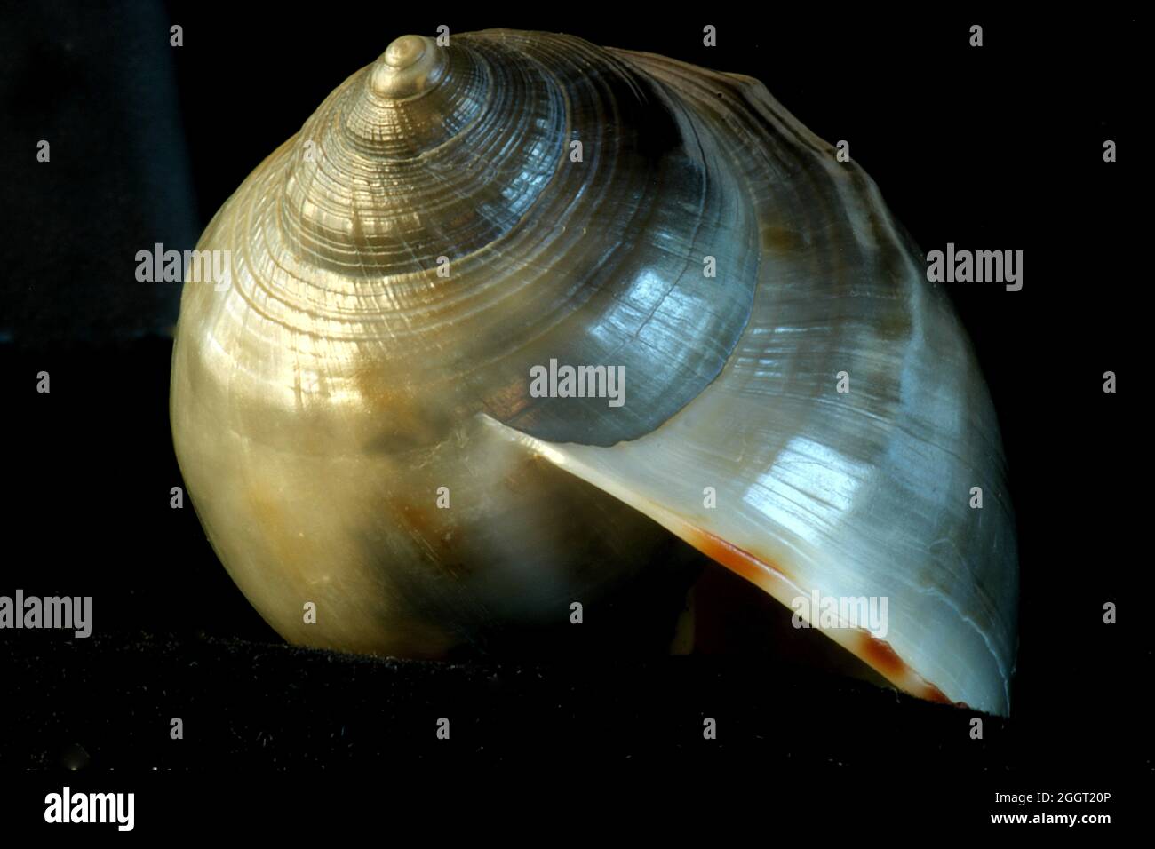 New Zealand helmet shell (Semicassis pyrum Stock Photo - Alamy