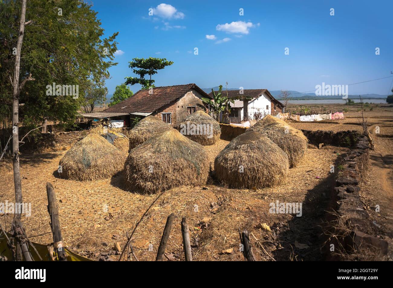Typical hayloft in India. Haystack and farmer's house. The life of the ...