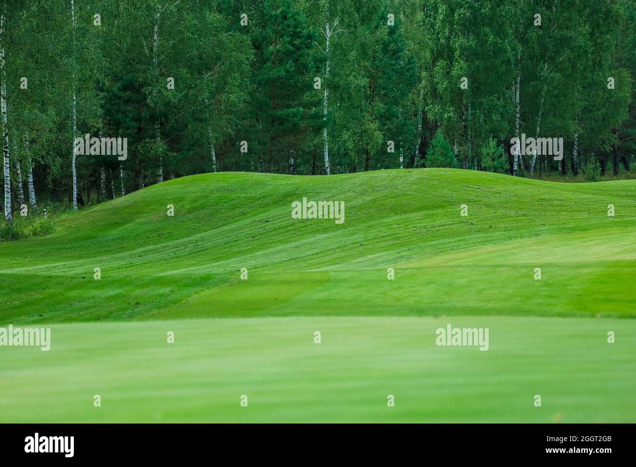 Golf course, landscape, green grass on the background of the forest and ...