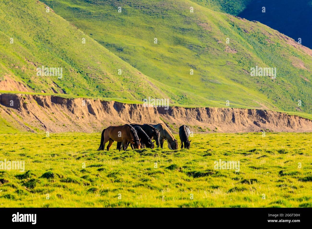 Horses on a summer pasture.Beautiful grassland scenery Stock Photo - Alamy