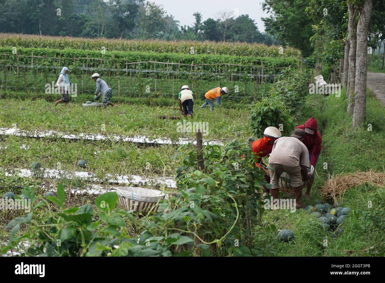 Worker are harvesting watermelon Stock Photo - Alamy