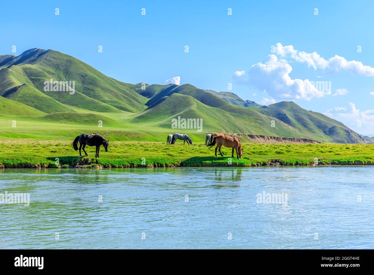 Horses graze on the pasture by the river.the mountain and meadows with ...