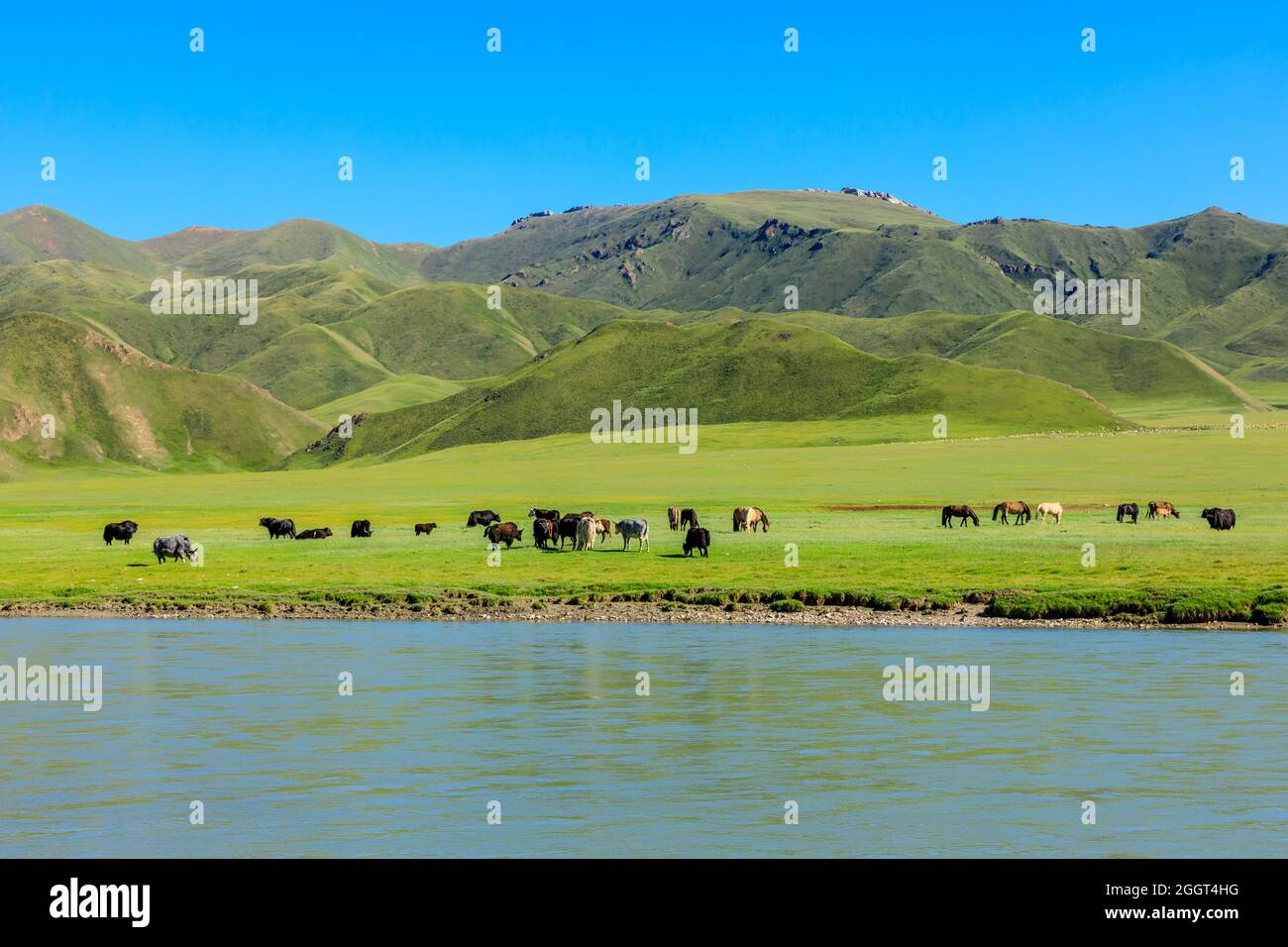 Grassland Scenery In Xinjiang High Resolution Stock Photography and ...