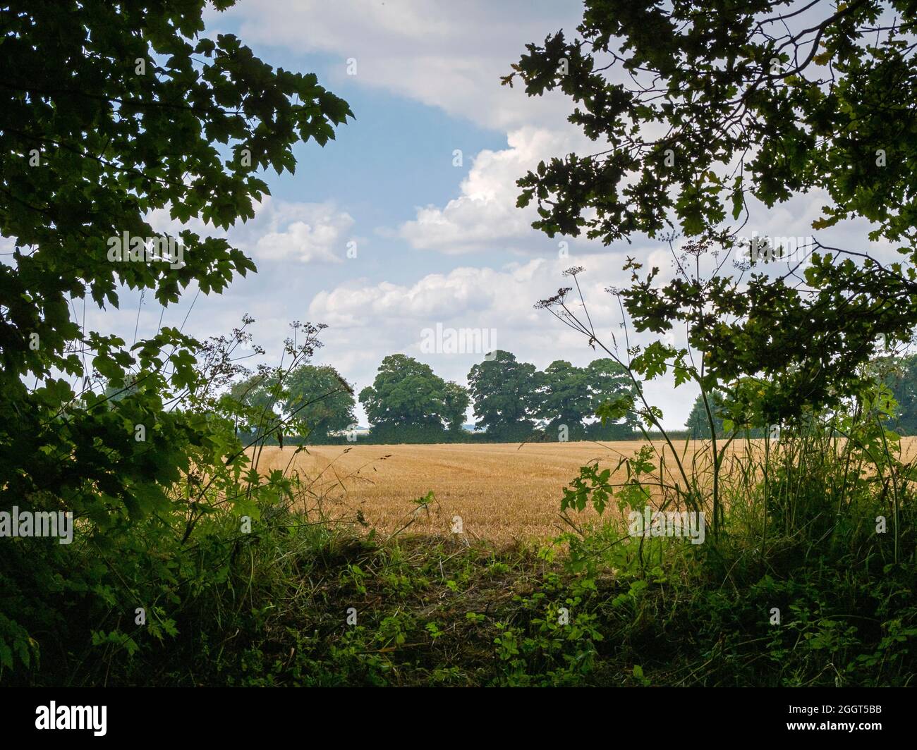 View over a golden wheat field to a row of trees in North Yorkshire ...
