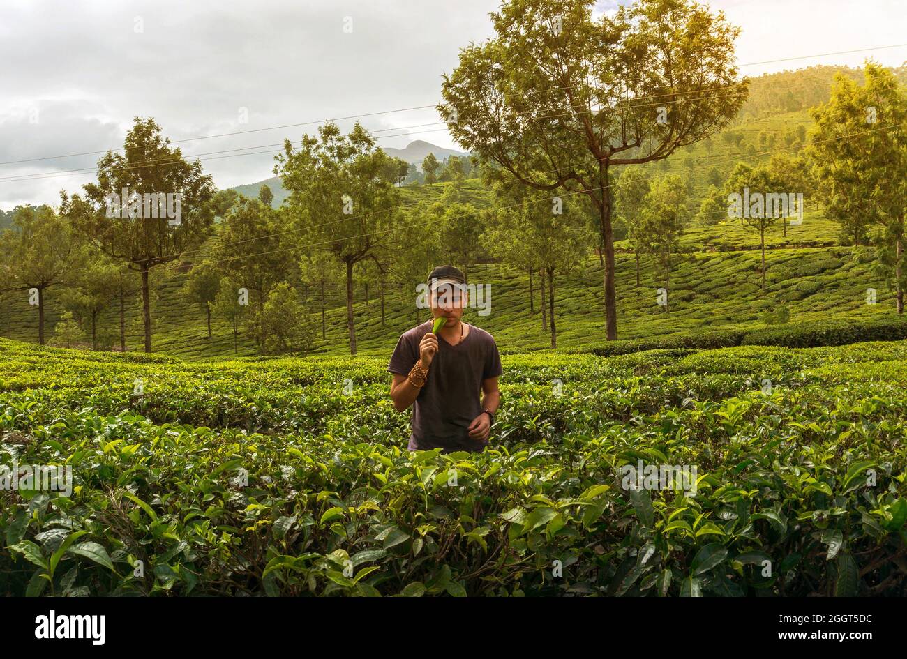 The young man tastes the tea Bush to the tea plantation.. Tourist in ...