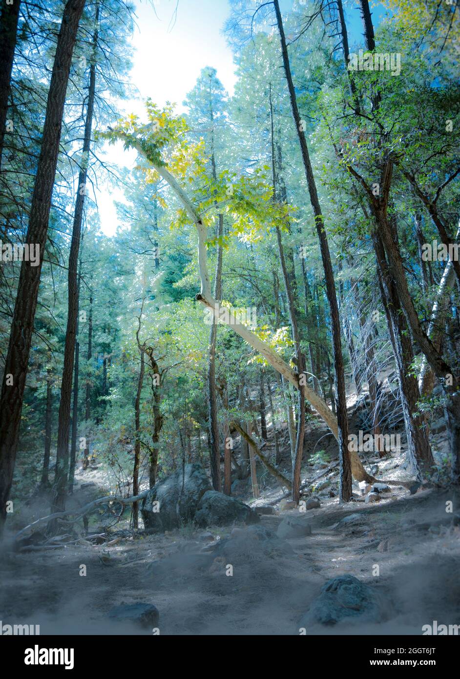 Odd white tree being highlighted by the sun in a forest of brown trees ...