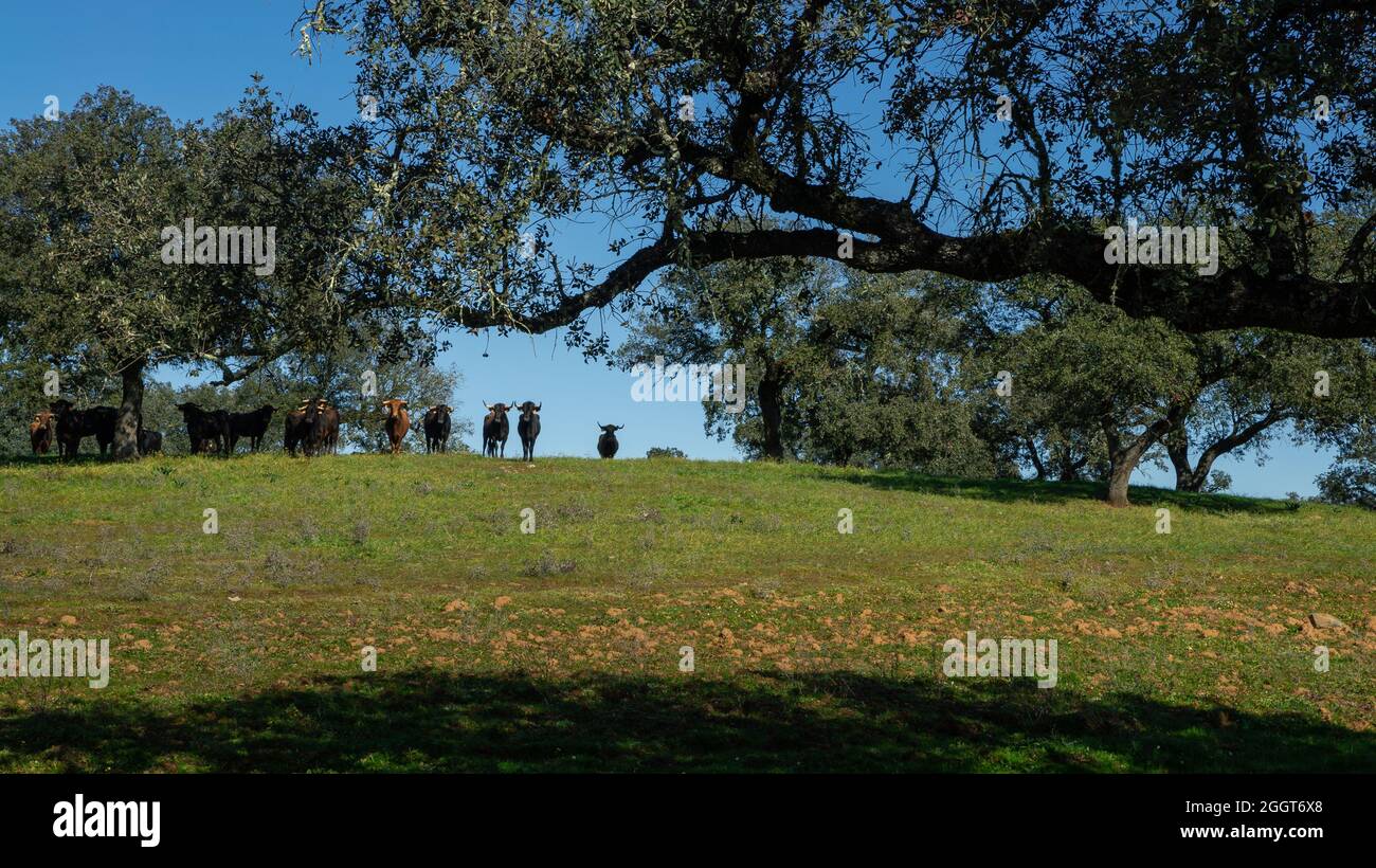 Spanish fighting bull in the pastures near to oak trees of dehesa ...