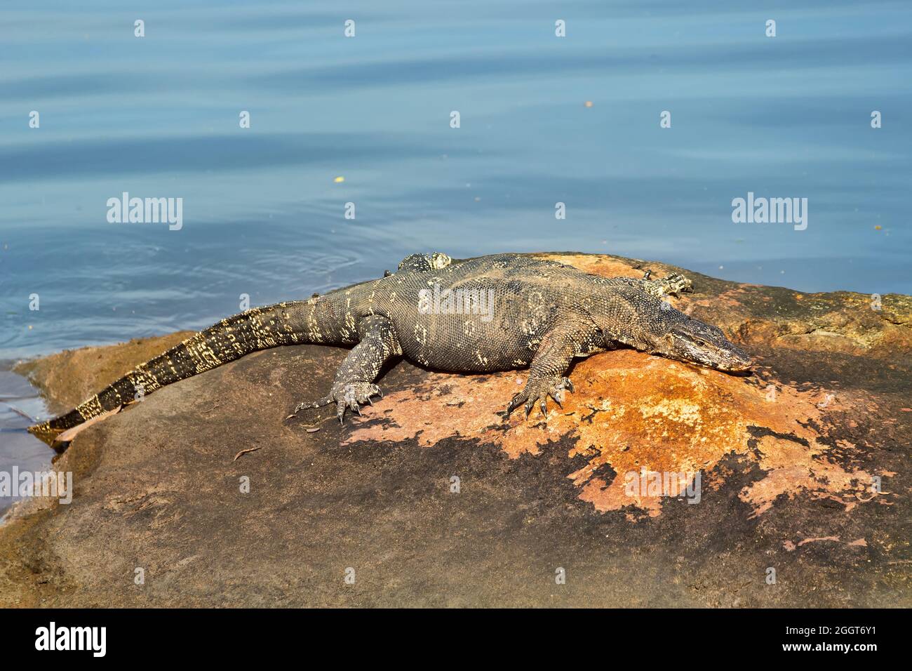 Monitor lizard (Asian water monitor, kabaragoya, Varanus salvator ...