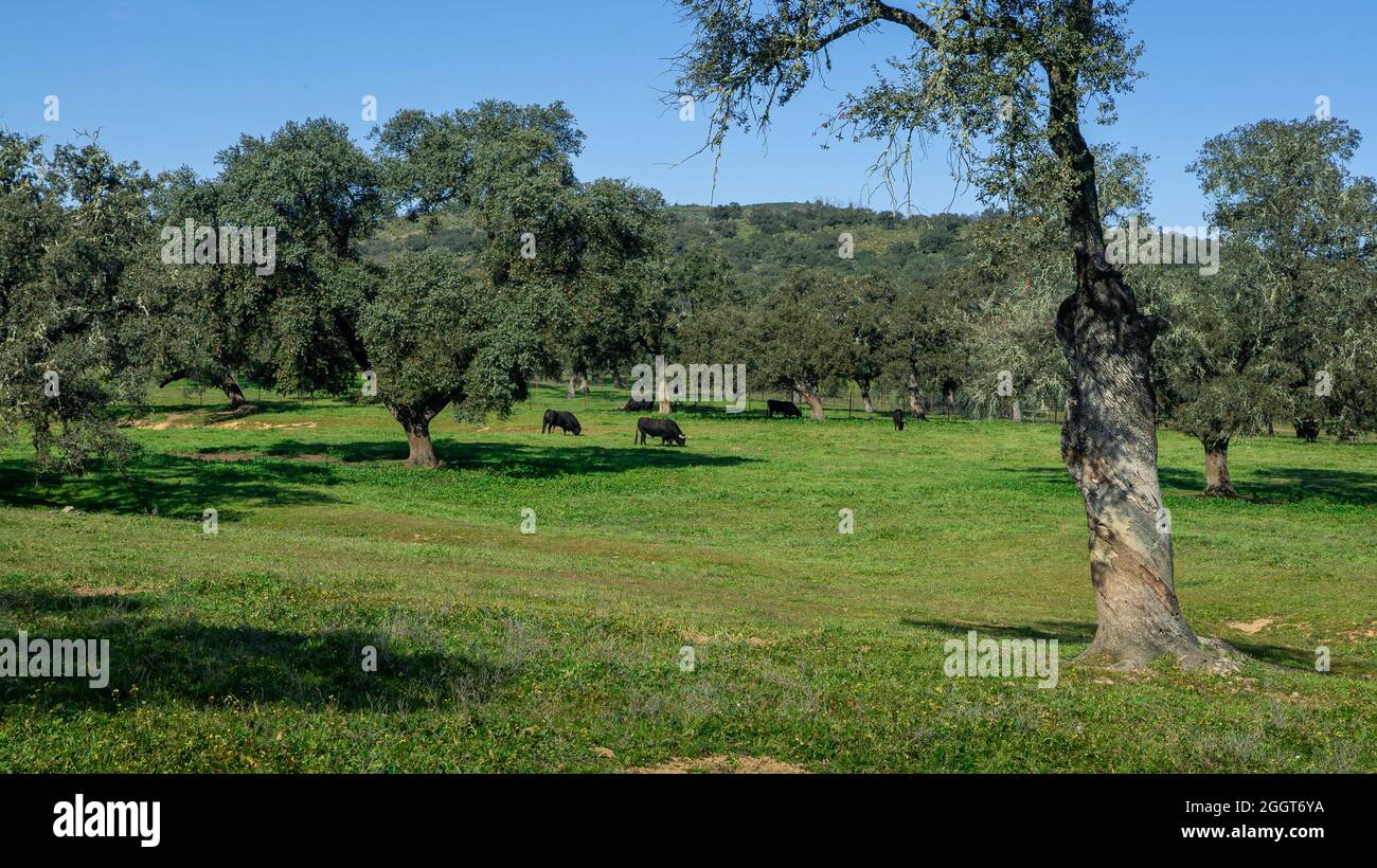 Spanish fighting bull in the pastures near to oak trees of dehesa ...