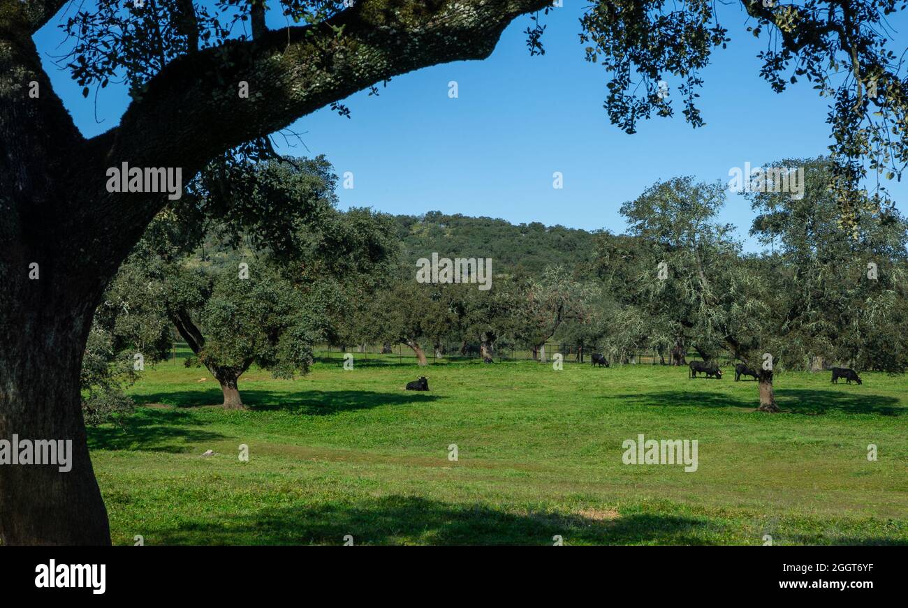 Spanish fighting bull in the pastures near to oak trees of dehesa ...