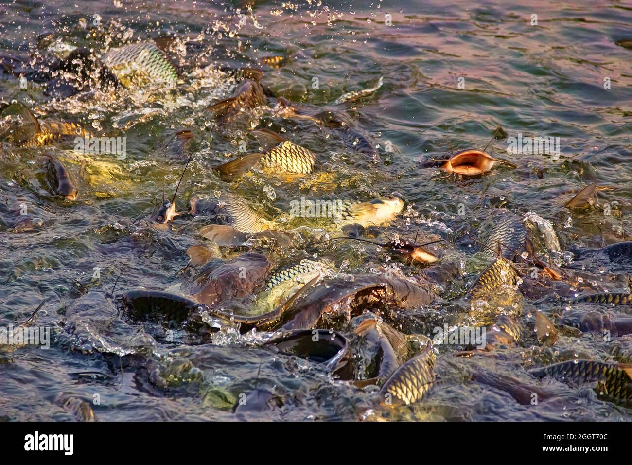 Carp gasping hi-res stock photography and images - Alamy