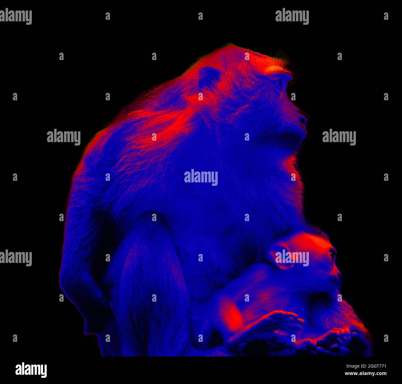 Monkey with a cub on black background. Scanning the animal's body ...