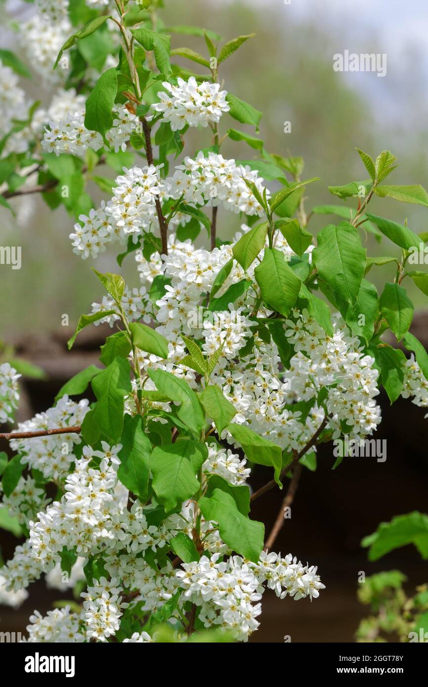 A branch of a flowering bird cherry tree Stock Photo - Alamy