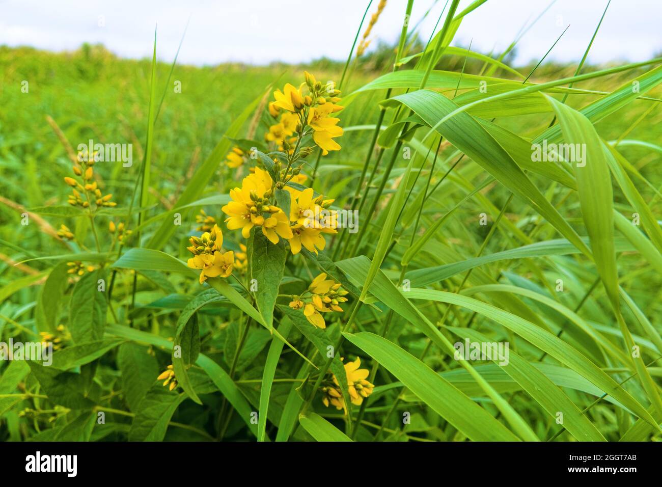 Haughland heavy grass. Golden Loosestrife (Willow-wort, Lysimachia ...