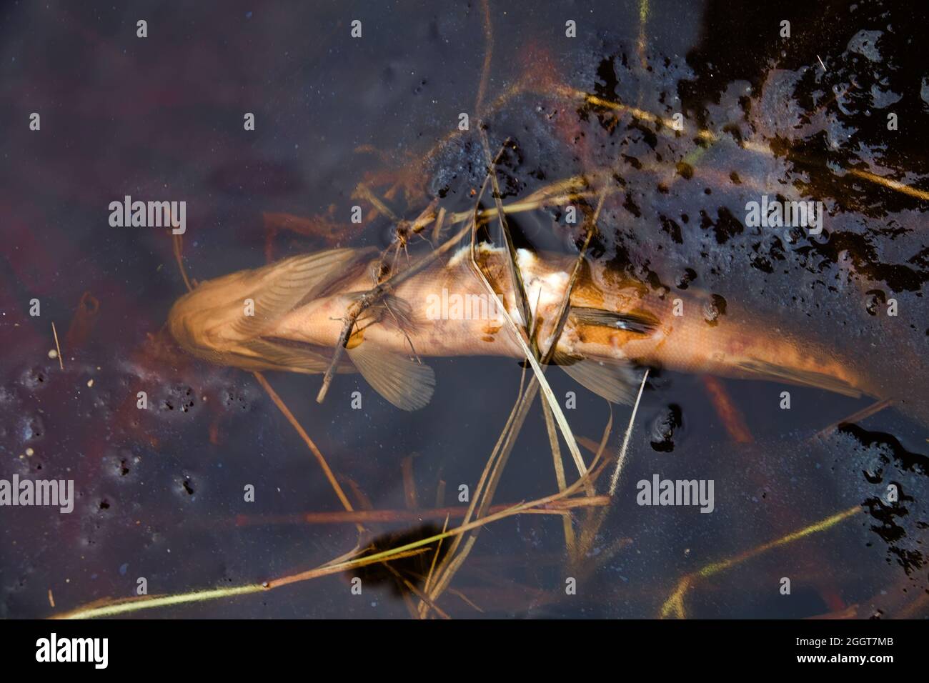 Poaching nets hi-res stock photography and images - Alamy