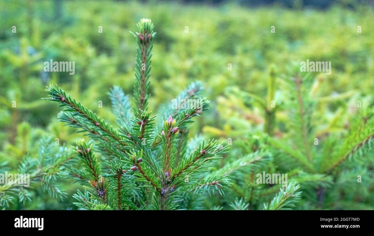 Forest nursery for growing spruce seedlings. Eastern Europe forestry ...