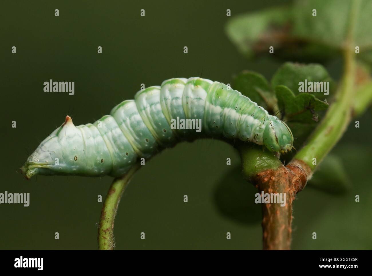 A Maple Prominent Moth Caterpillar, Ptilodon cucullina, feeding on the ...