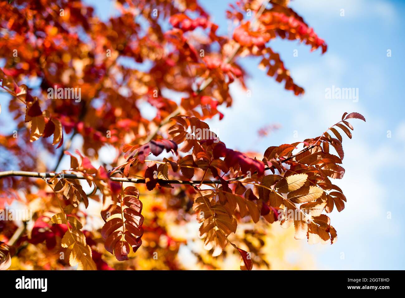 Autumn colorful leaves of rowan on the sun. Autumn nature fall ...