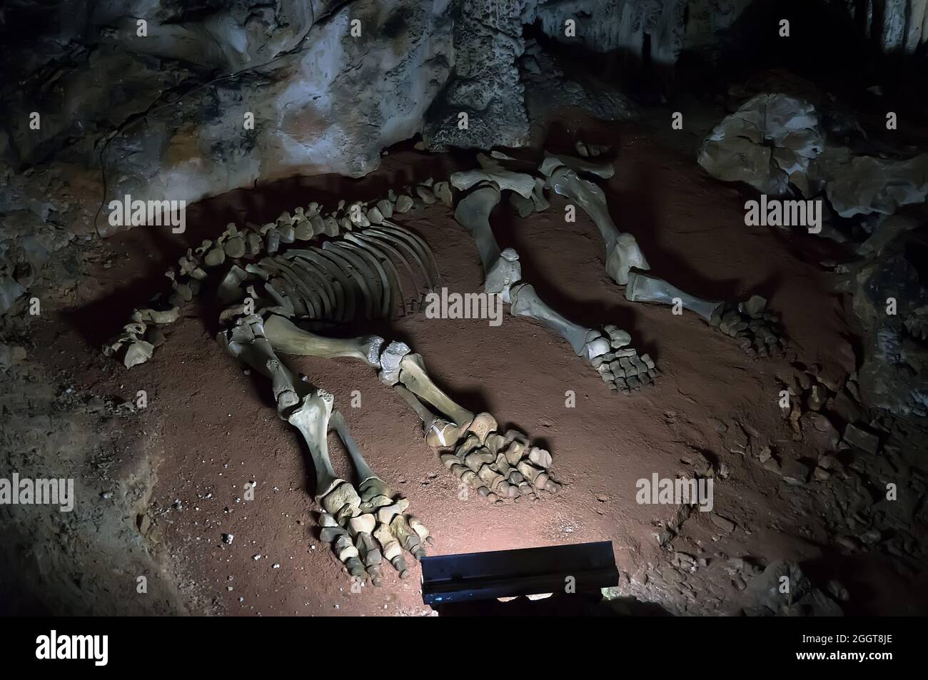the ancient skeleton of a prehistoric animal lies in a marble cave ...