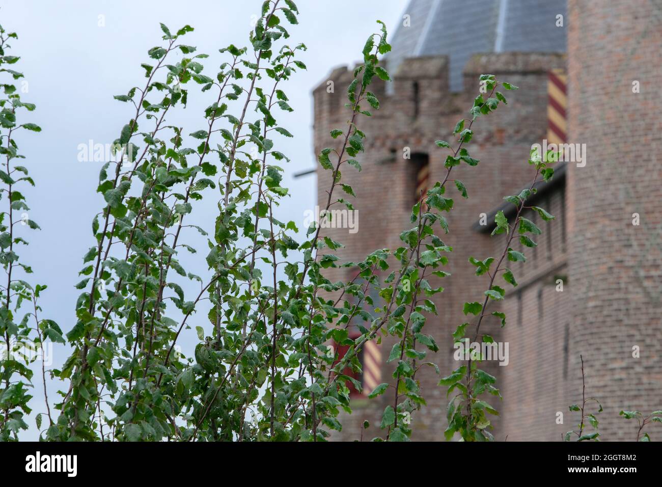 Plants In Front Of The Muiderslot At Muiden The Netherlands 31-8-2021 ...