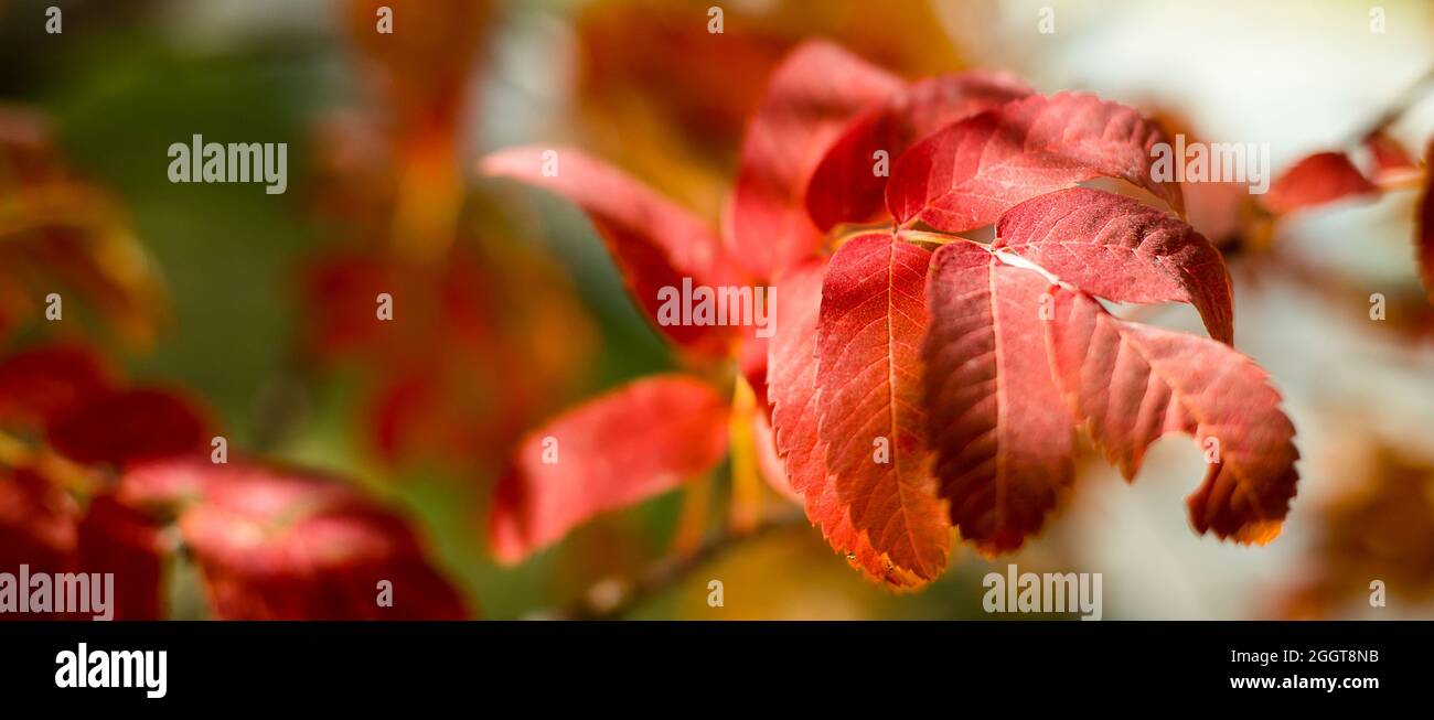 Autumn colorful leaves on the sun. Autumn nature fall background Stock ...