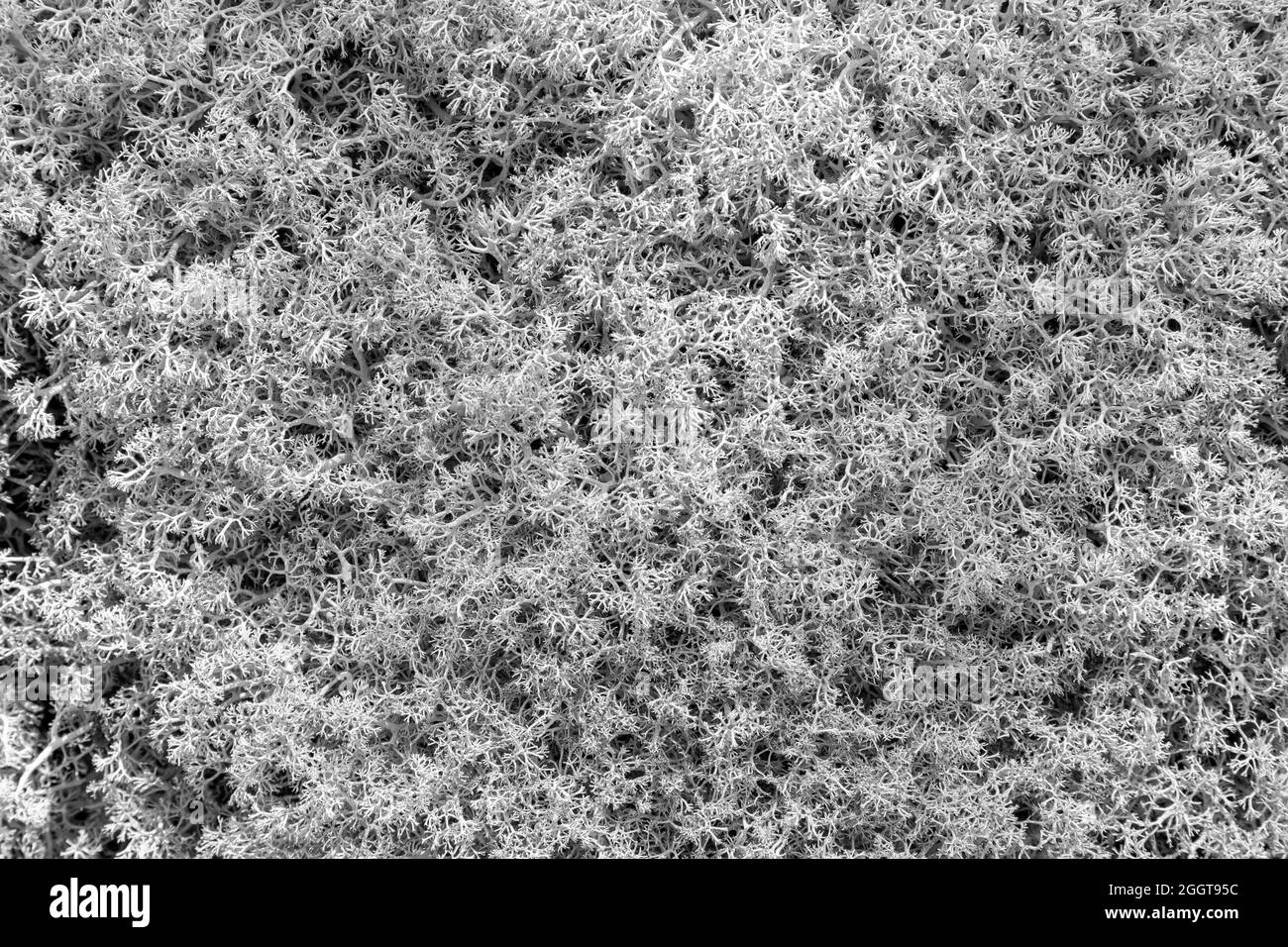 Close-up of mounds of Star-tipped Reindeer Lichen (Cladina stellaris ...