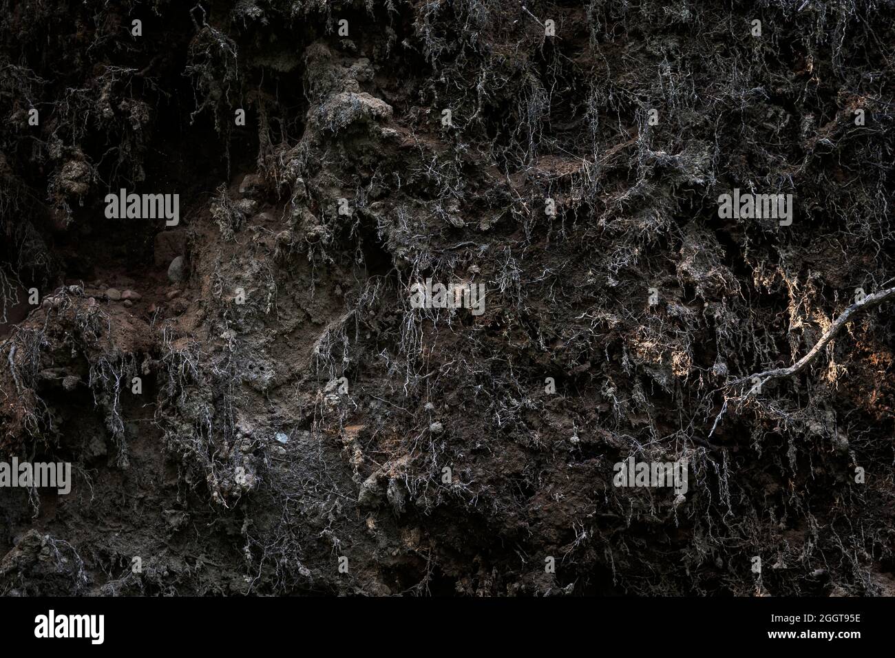 Scary and creepy horror and nightmare like background with soil, dirt ...