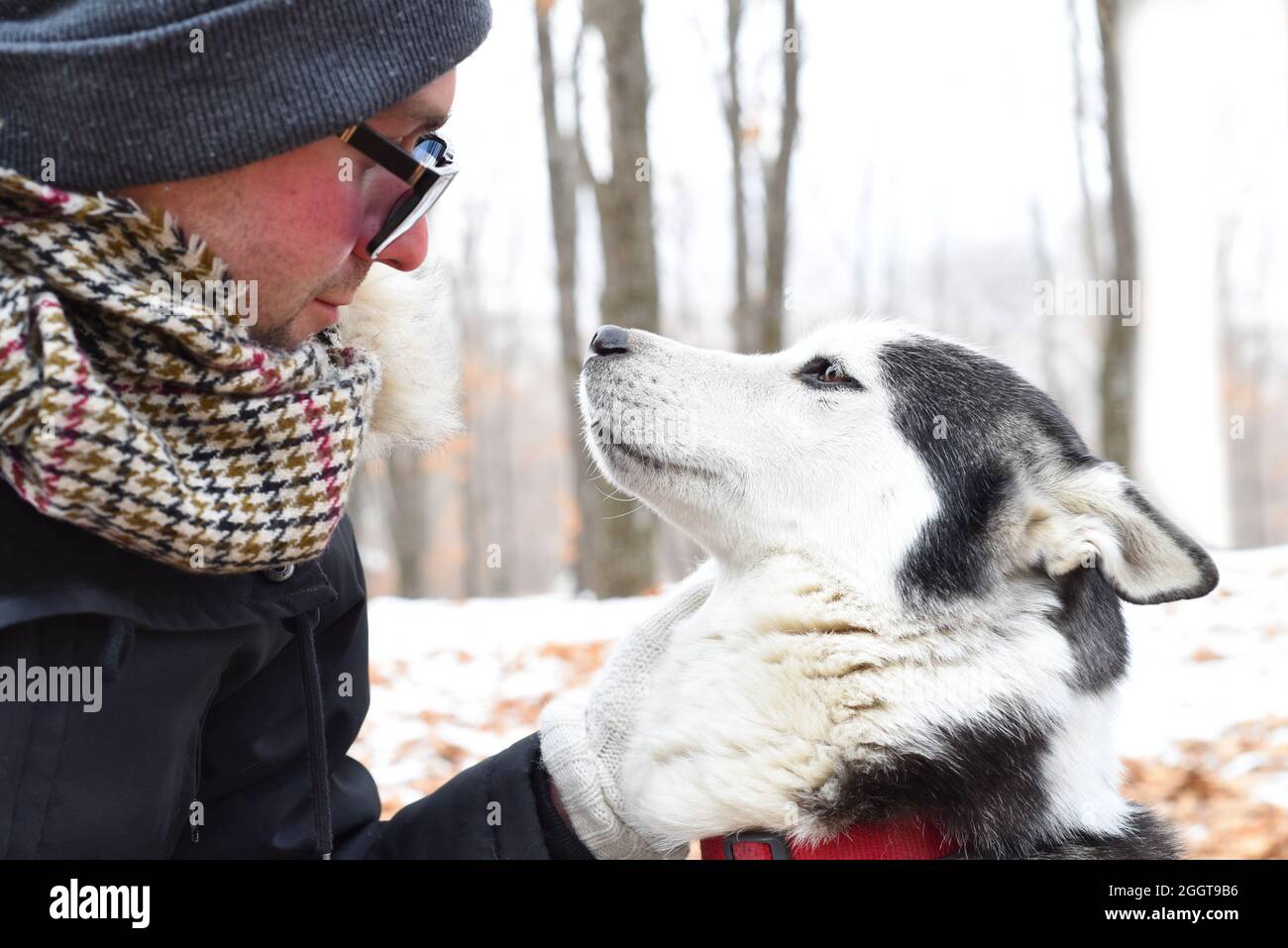 Siberian husky looking at owner against winter background Stock Photo ...