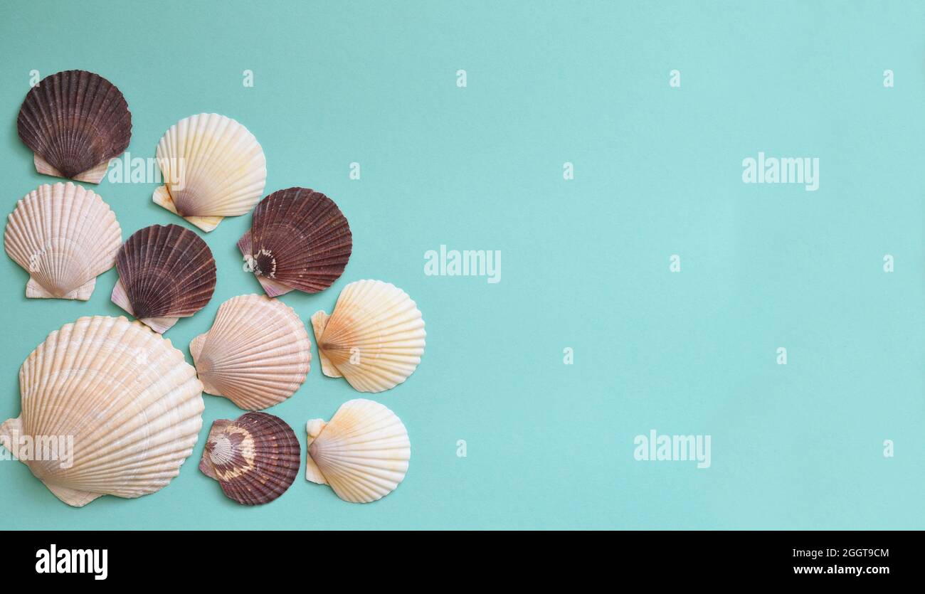 Japanese sea scallop seashells in a row on a blue background. close-up ...