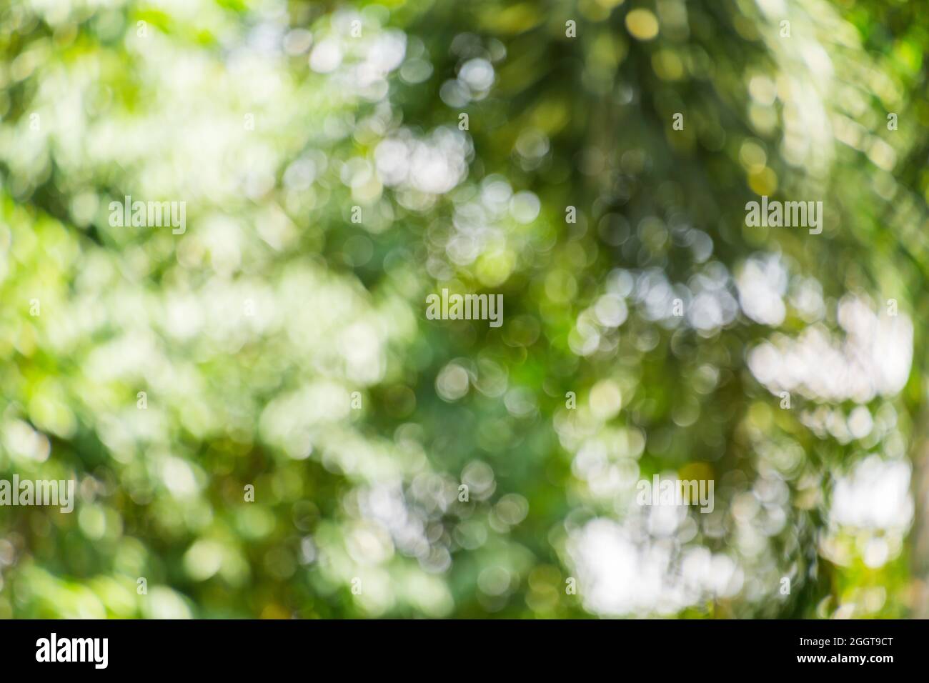 light green bokeh nature background Stock Photo - Alamy