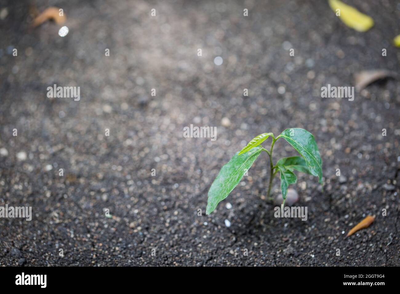 Green Sapling trees grow from the ground nature background Stock Photo ...