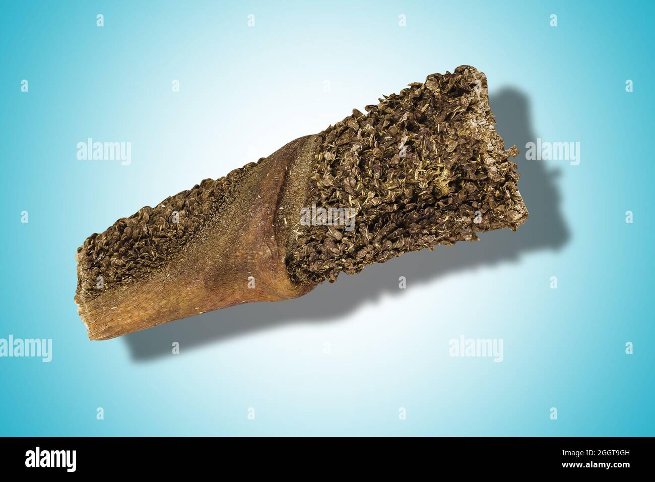 Macro shot of a single Sticks of Dehydrated Beef Stomach against Stock ...