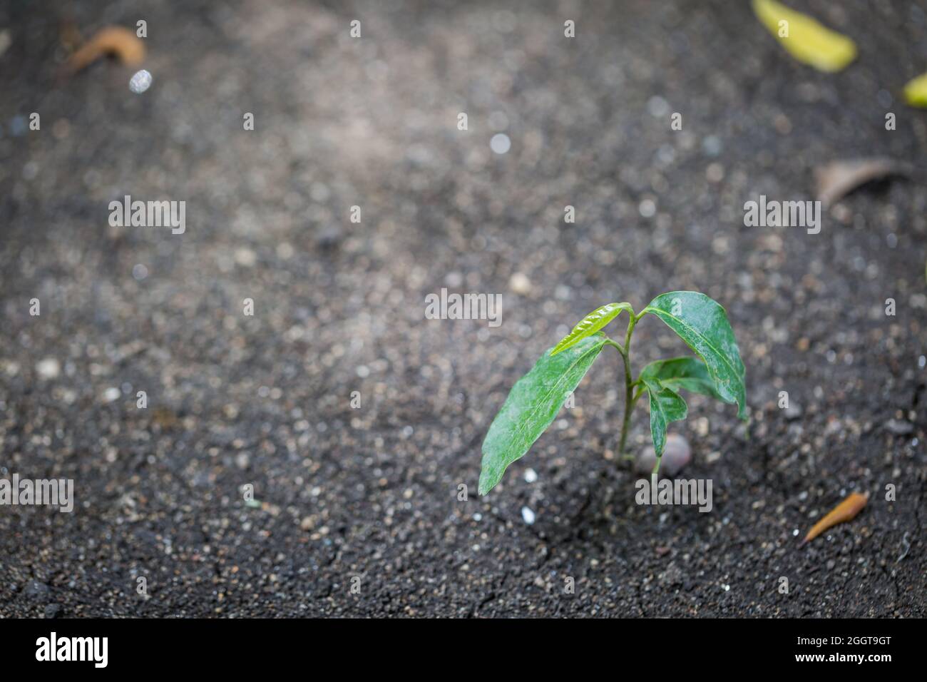 Green Sapling trees grow from the ground nature background Stock Photo ...