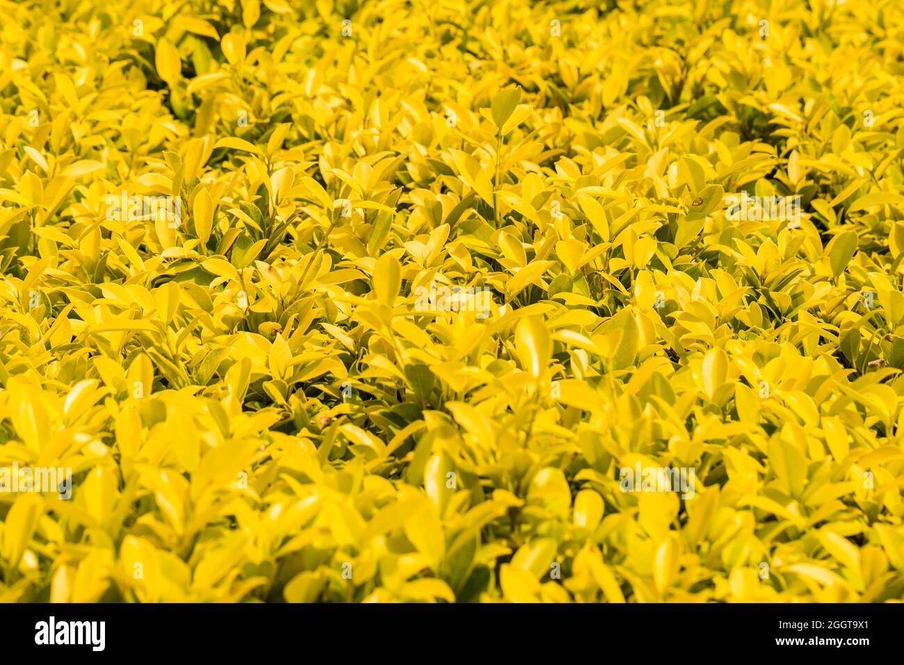 Yellow leaf nature background Stock Photo - Alamy