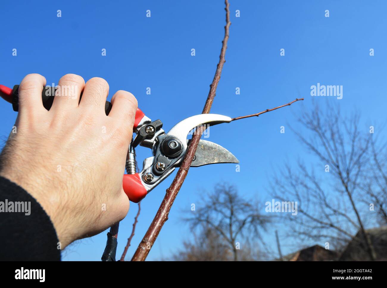 Gardener hand cut tree branch with bypass secateurs, pruning in spring ...