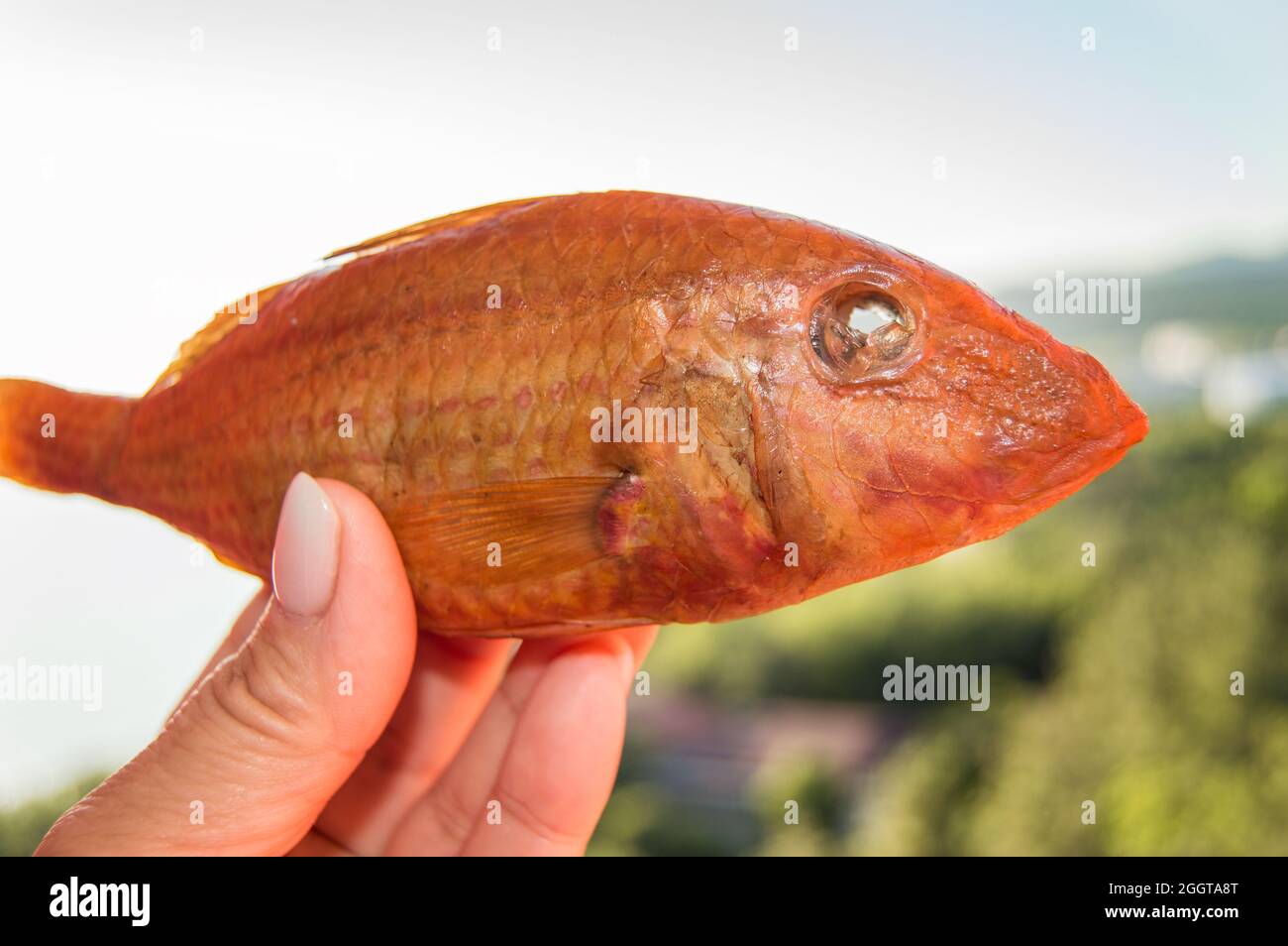 A woman's hand holds a fried lamb fish on the background of a seascape ...