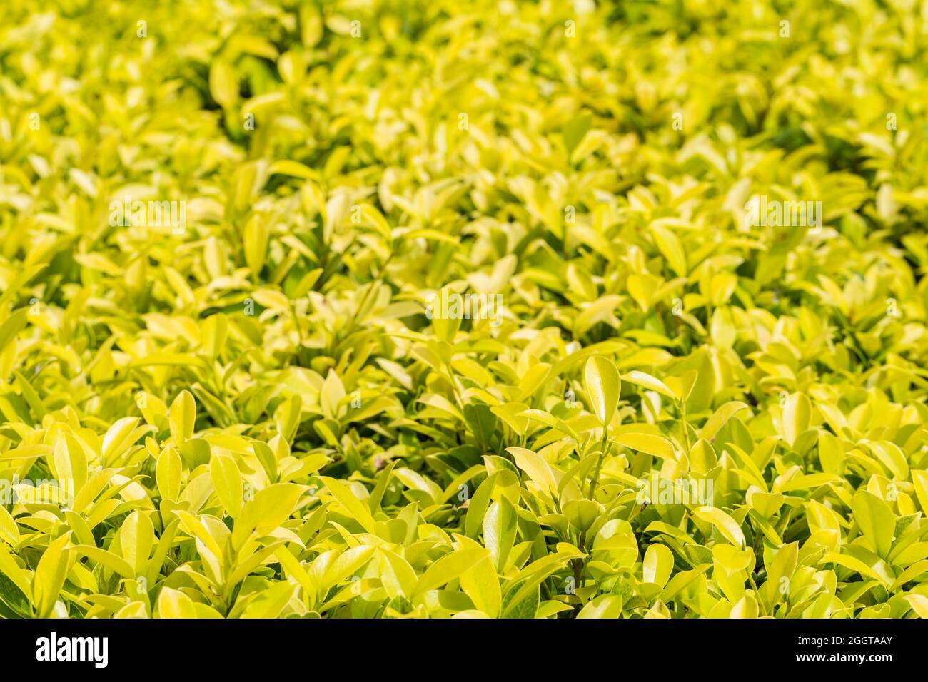 Light Green leaf nature background Stock Photo - Alamy